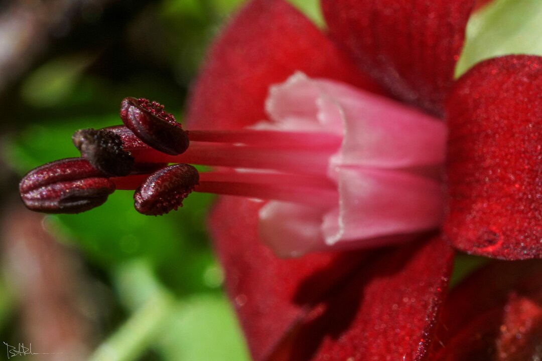 Ribes Lobbii (gummy Gooseberry, Fuchsia-flowered Gooseberry or Pioneer ...