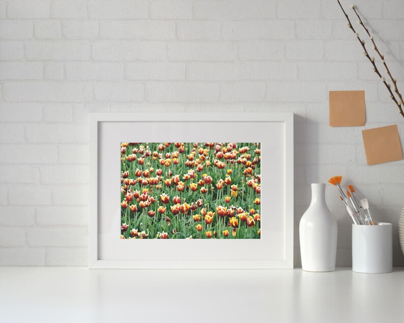 Halley's Comet Tulip Yellow and Fire Red Flower Wooden Shoe Tulip Farm ...