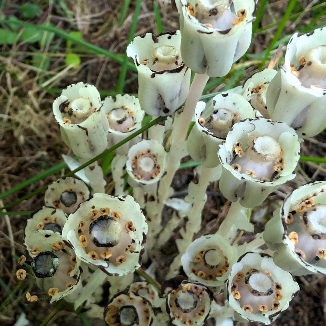 Ghost Plant (monotropa Uniflora) Flower Michigan White Unusual Nature ...