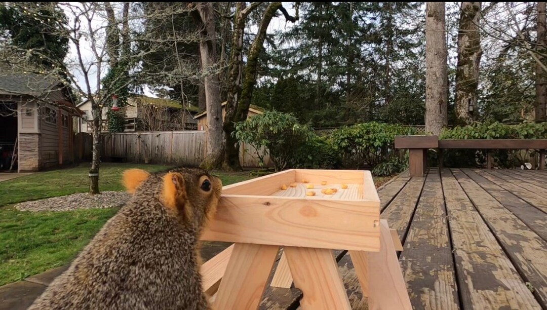 Squirrel Picnic Table - Etsy