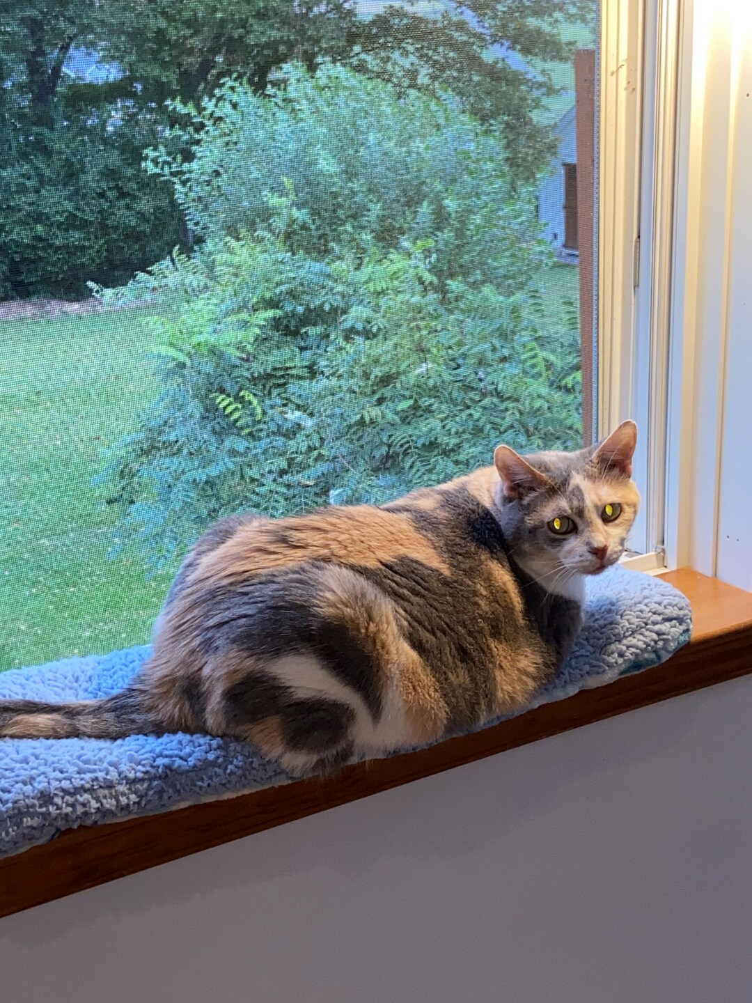 Window Sill Cat Pad 8”/ Pet Window Cushion/ Sill Cushion/ Window ...