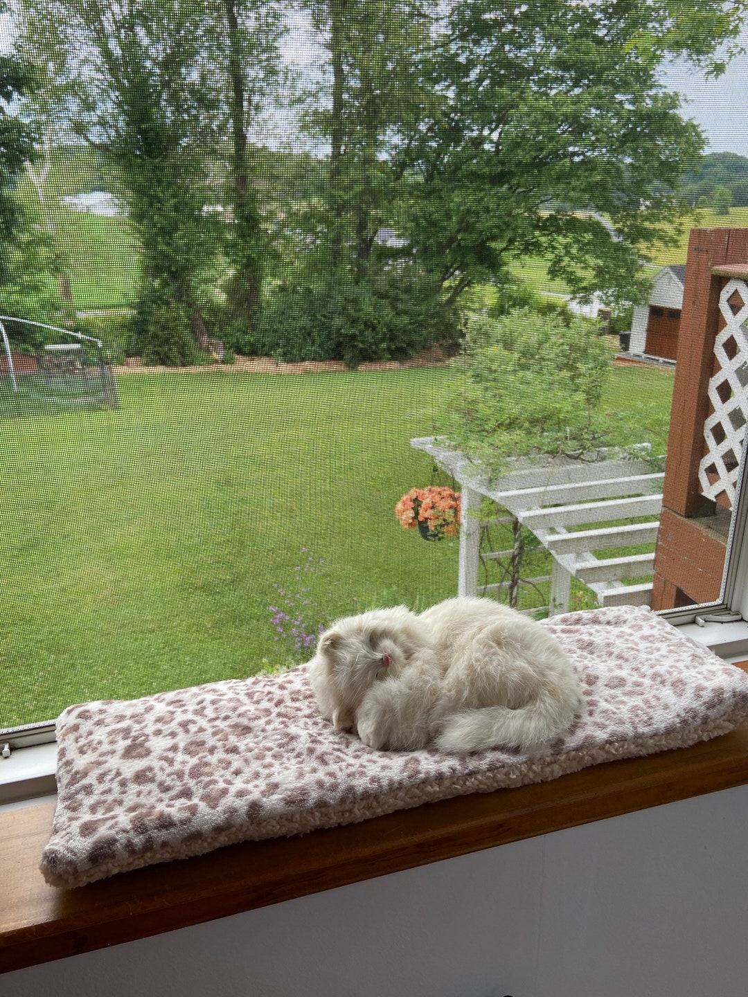 Window Sill Cat Pad/ 8” Sill Pad - Etsy