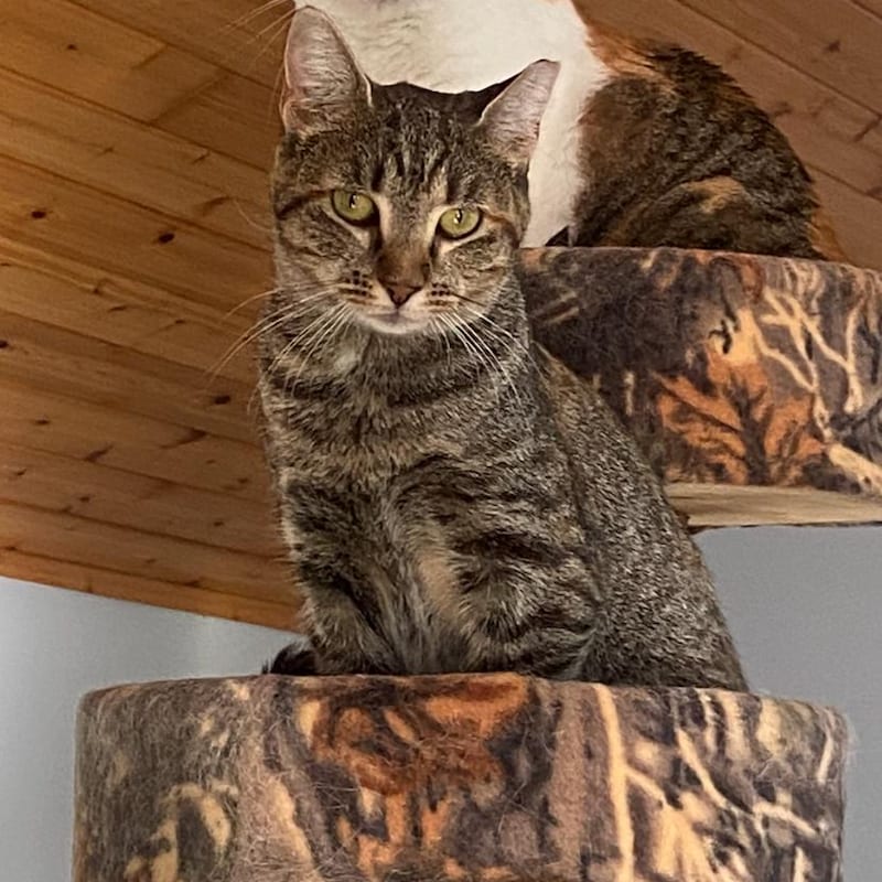 Cat Perch - Etsy