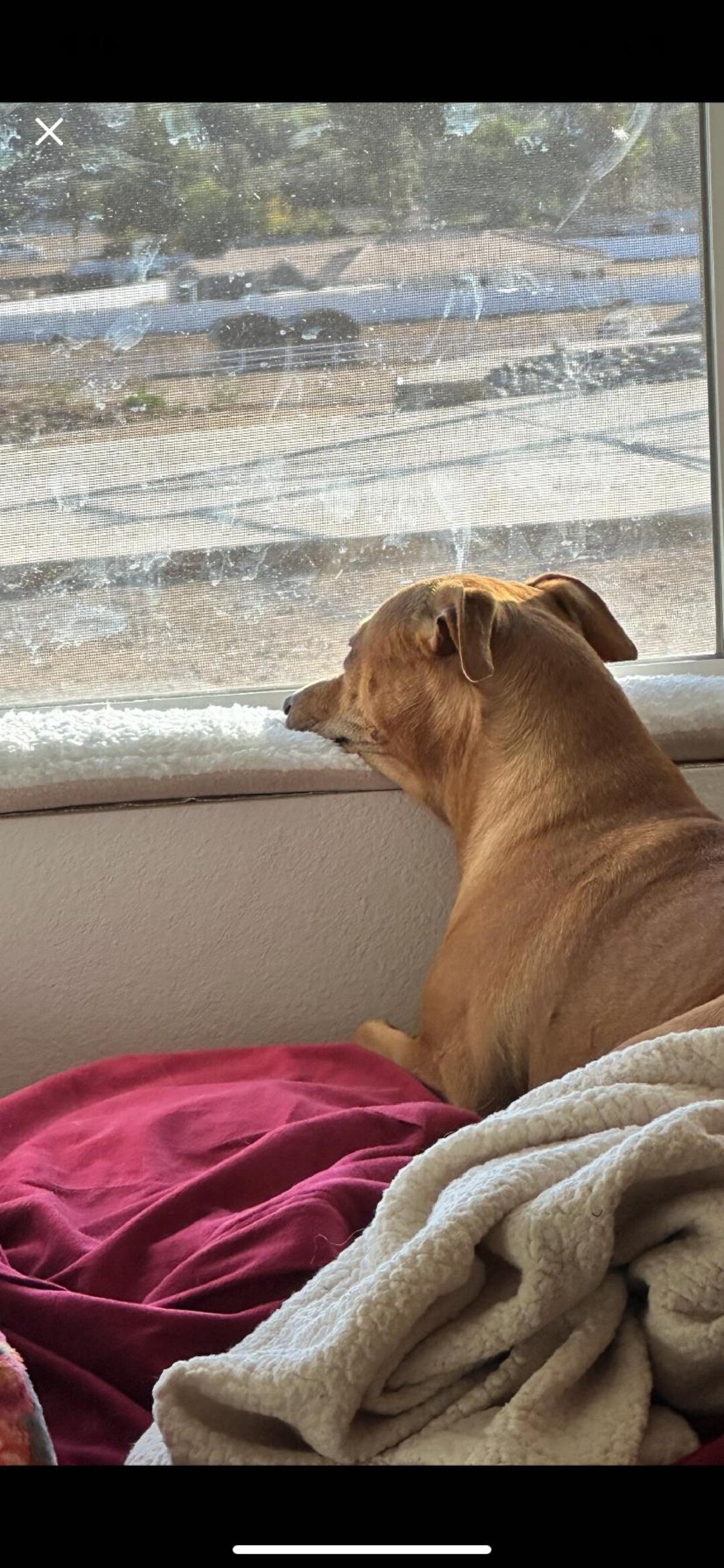 Window Sill Pet Pad/ 6” Sill Pet Protection Pad/ Sill Headrest - Etsy