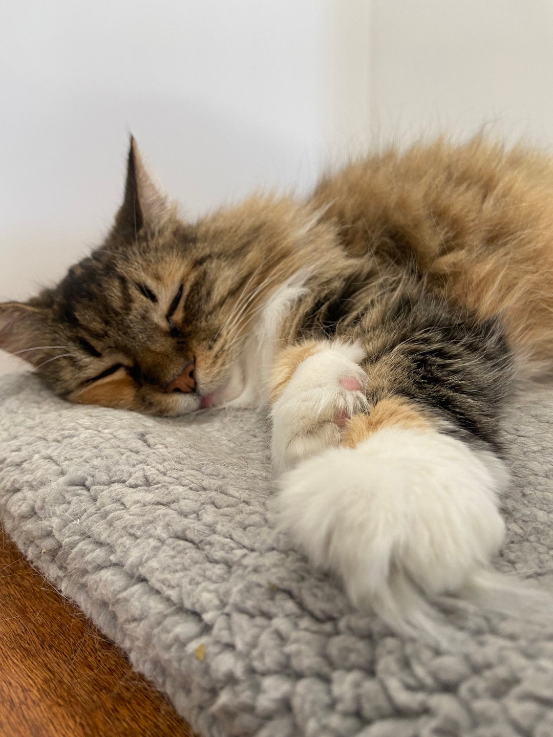 Self Warming Cat Pads/cat Pads/sherpa Carrier Pad/self Warming Pet Pads ...
