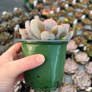 Echeveria Orion Live Rooted Succulent Plant - Etsy