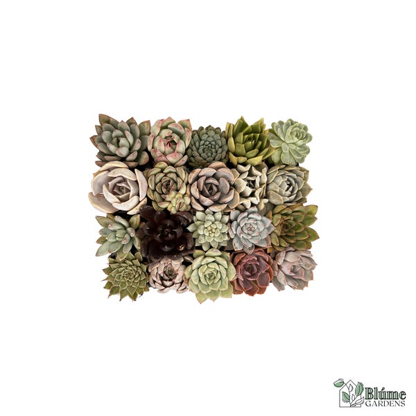 Live Succulents - Etsy