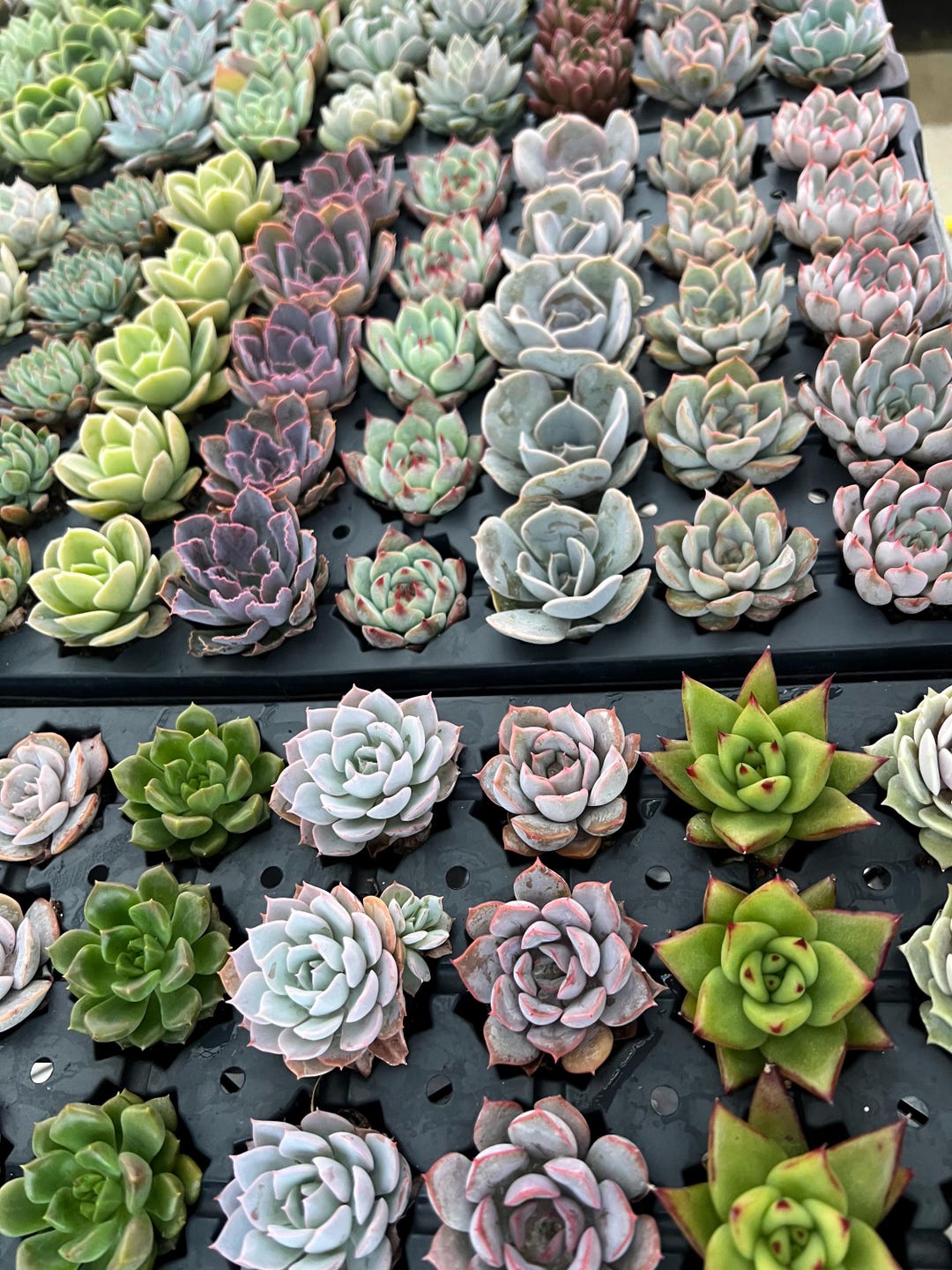 Assorted Succulent Plug Mix | Live Rooted Succulent Plants - Etsy