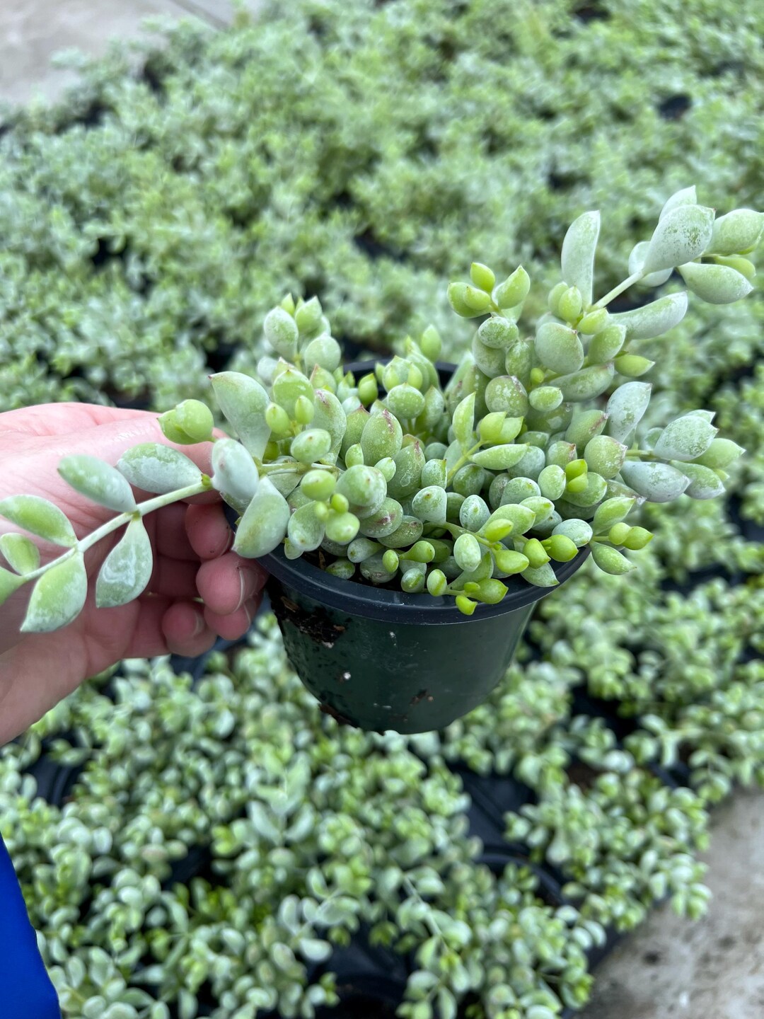 Cotyledon Pendens | Live Rooted Succulent Plant - Etsy