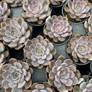 Echeveria Orion Live Rooted Succulent Plant - Etsy