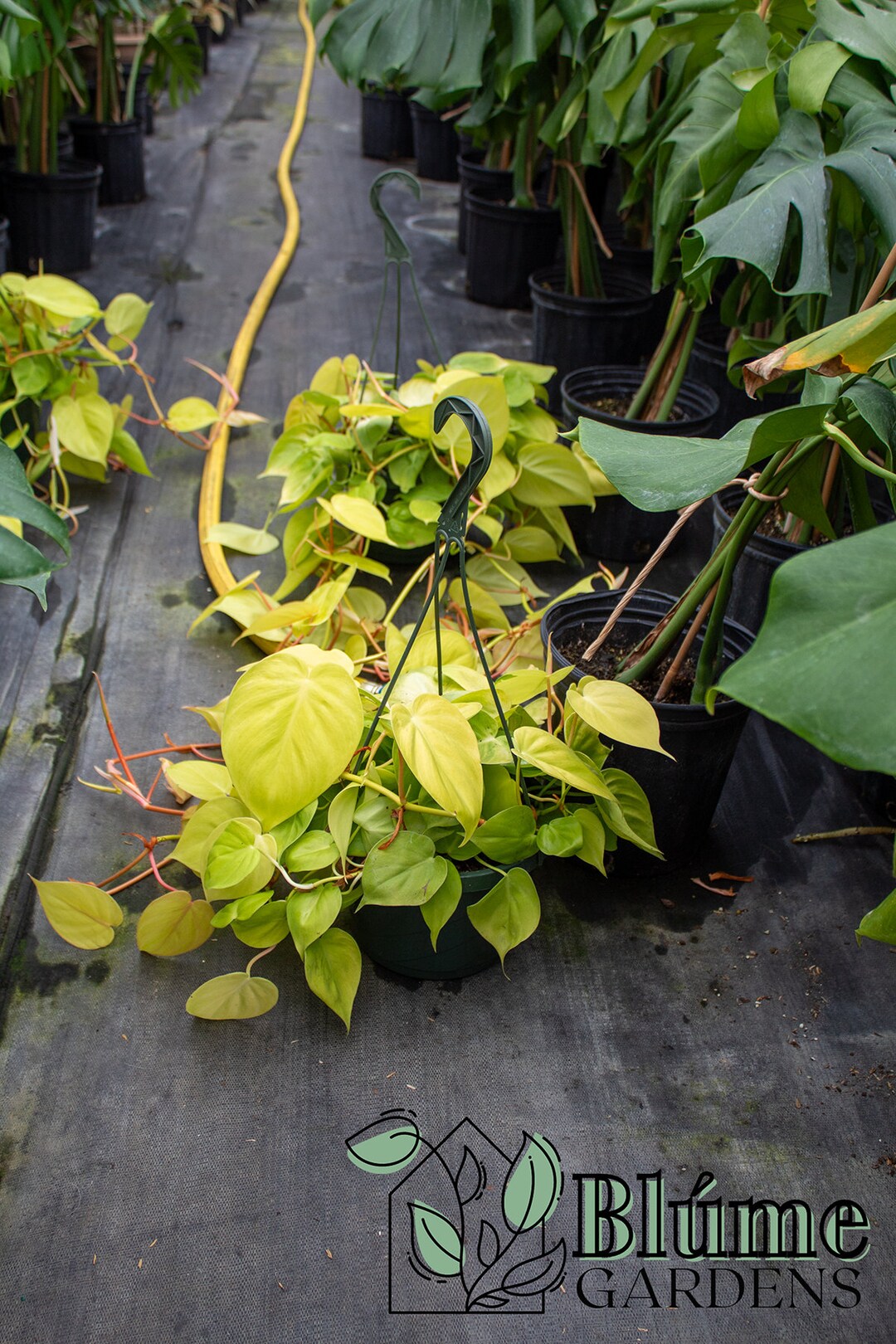 Pothos Lemon Lime Live Rooted Tropical Houseplant Basket - Etsy