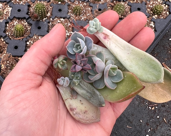 Succulent Leaf Starters Propagation - Etsy