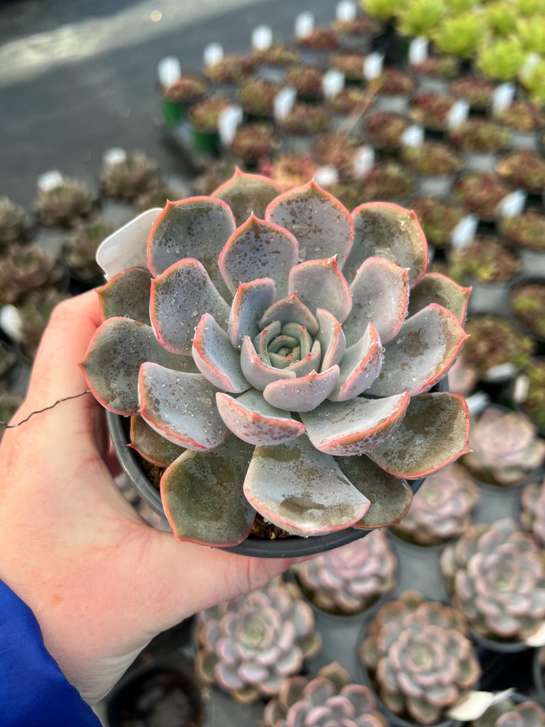 Echeveria Orion Live Rooted Succulent Plant - Etsy
