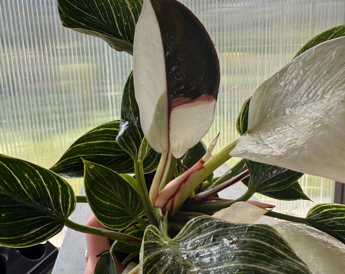 Philodendron Birkin Mutation-reversion | Live Rooted Rare Plant - Etsy