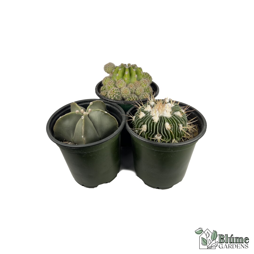 Cacti Combo 1 Live Rooted Cacti Plant - Etsy