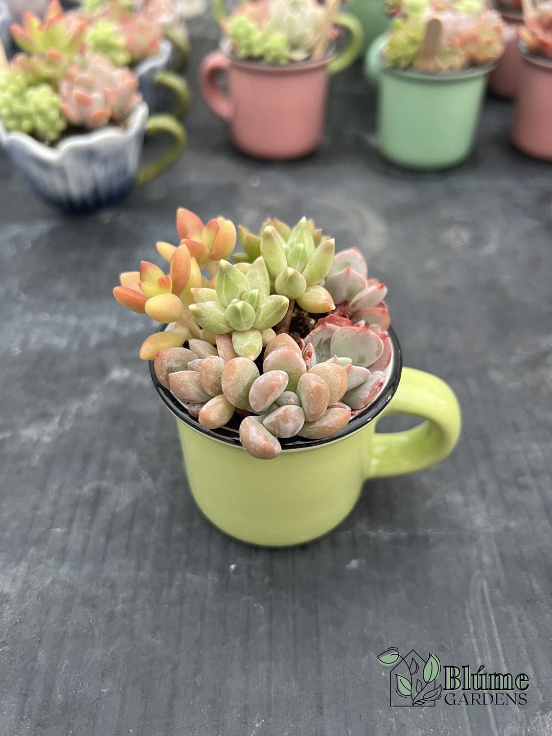 Colored Mini Mug Planters Live Rooted Succulents - Etsy