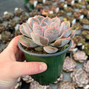Echeveria Orion Live Rooted Succulent Plant - Etsy