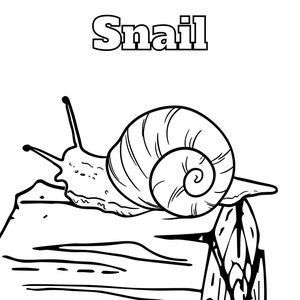 BUGS Coloring Sheets (set 3) for Ages 4- Adult - Etsy