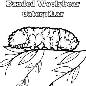 BUGS Coloring Sheets (set 2) for Ages 4-adult - Etsy