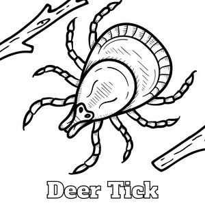 BUGS Coloring Sheets (set 3) for Ages 4- Adult - Etsy