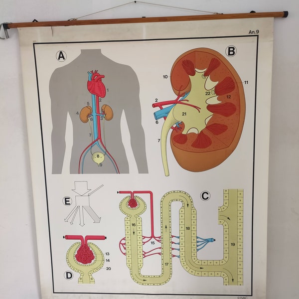 Endocrine System Chart - Etsy