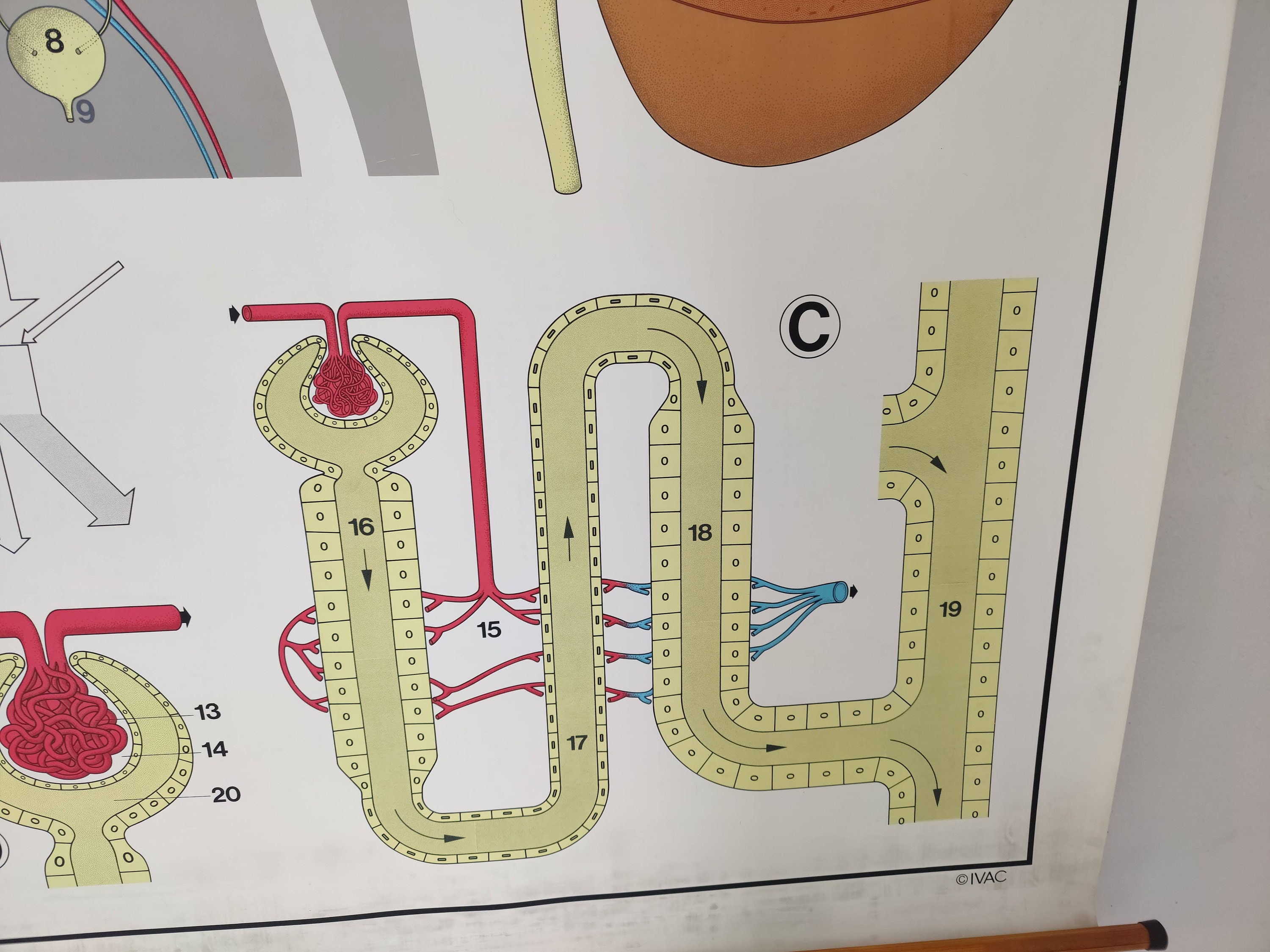 Vintage, Massive School Chart About the Endocrine System - Etsy