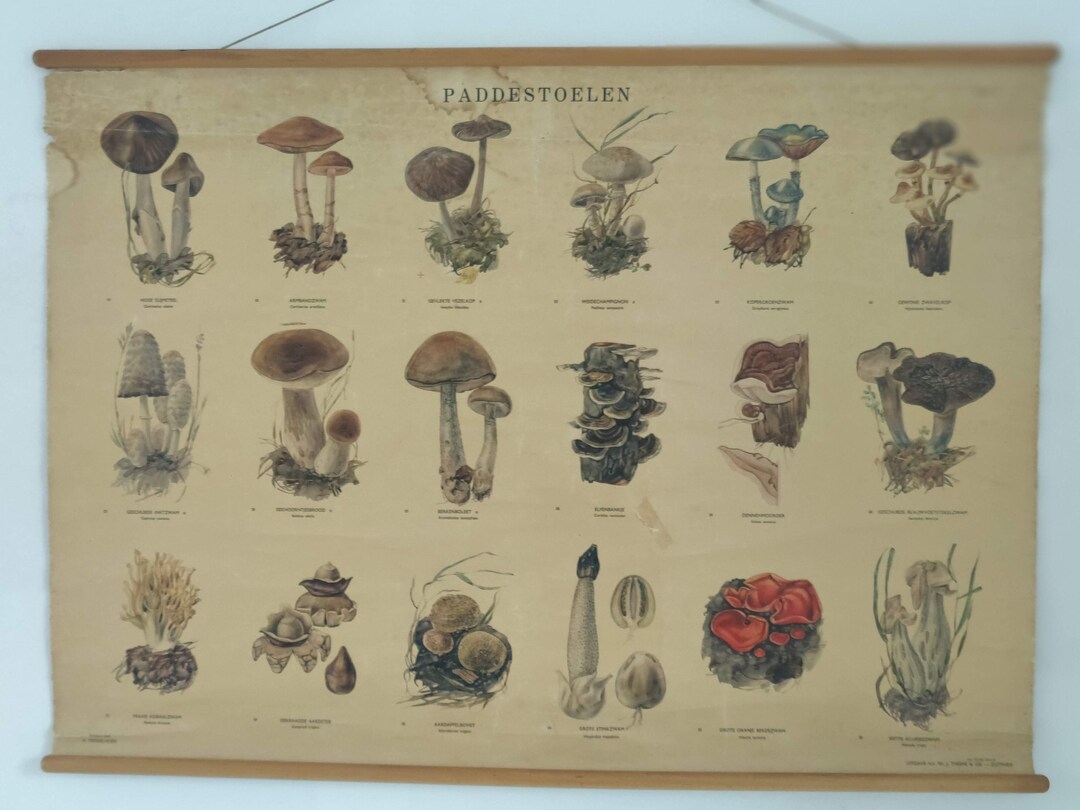 Vintage School Chart About Mushrooms - Etsy