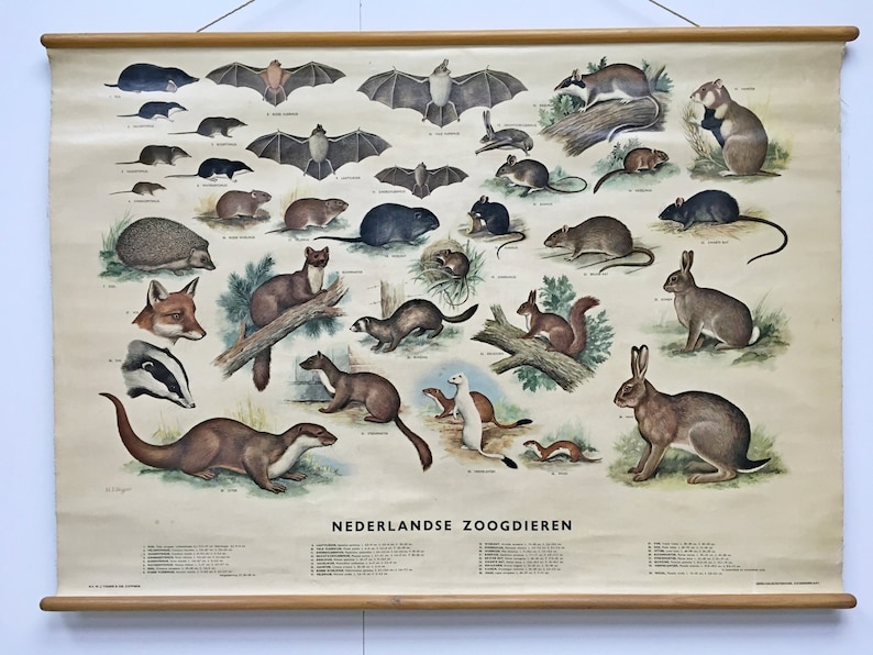Vintage School Poster - Dutch Mammals - Etsy