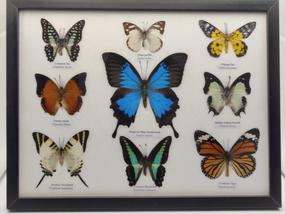 9 Butterflies in a Frame - Etsy
