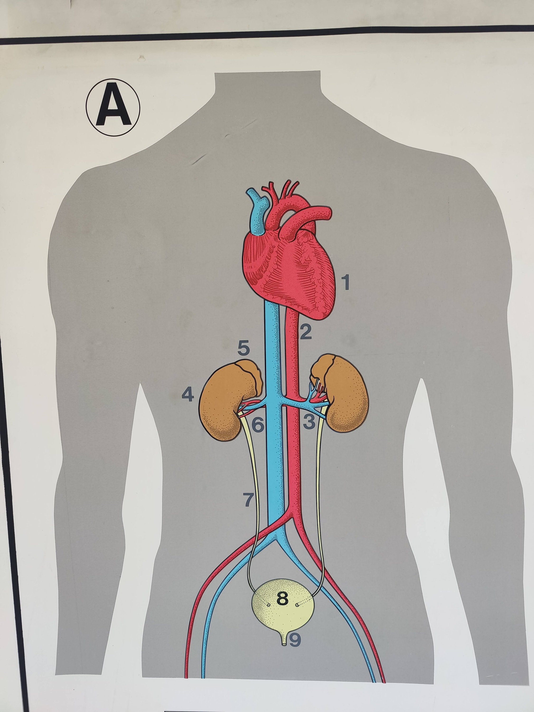 Vintage, Massive School Chart About the Endocrine System - Etsy