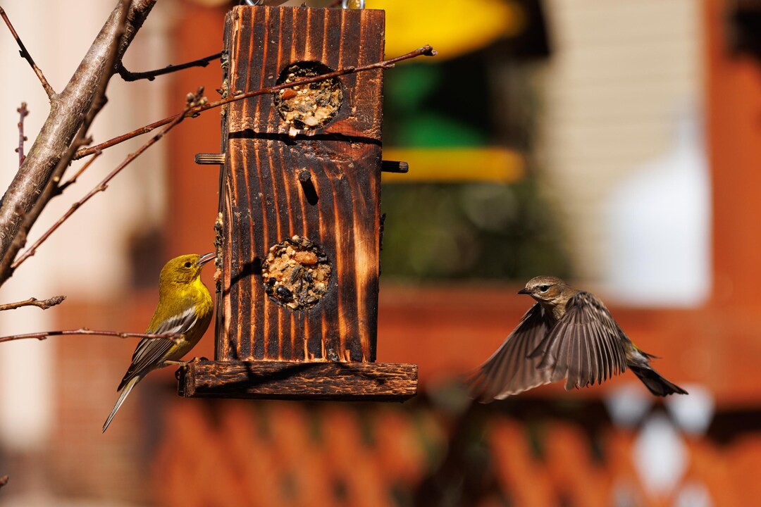 Suet Stuffed Cedar Bird Feeder - Birdwatching Bliss - Etsy