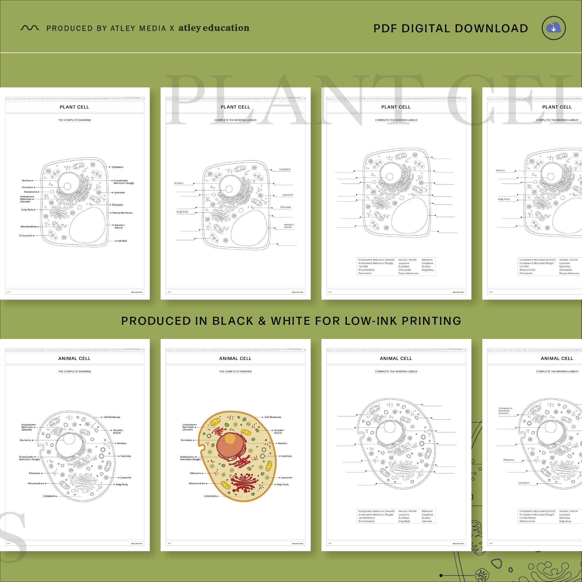 BUNDLE - Animal & Plant Cell Diagram and Differentiated Worksheets ...