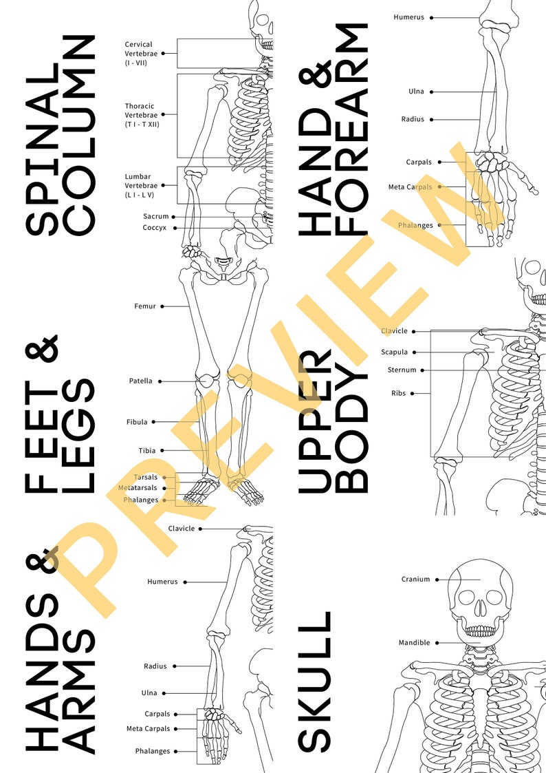 The Human Skeleton Flashcards - Science Educational Resource - Exam ...