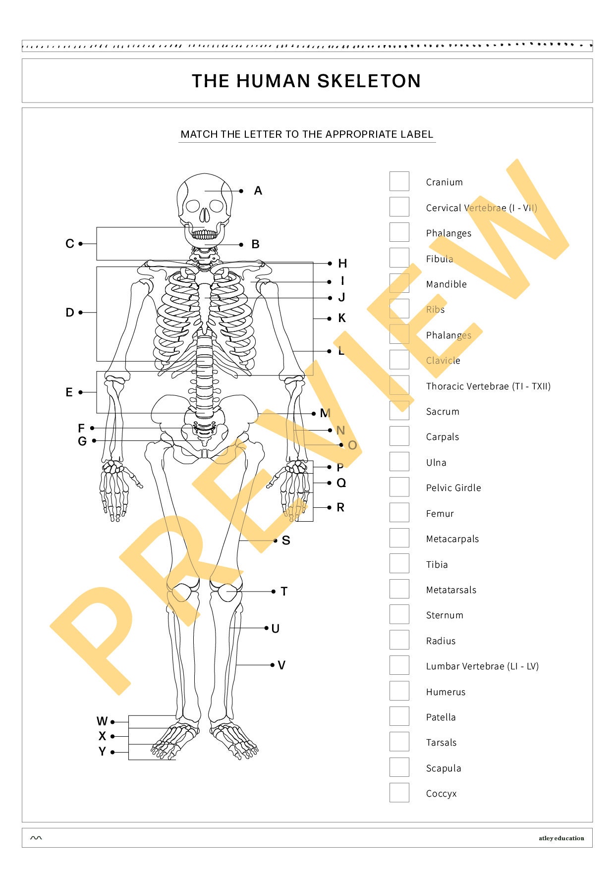 The Human Skeleton Diagram & Worksheets Science Educational Resource - Etsy