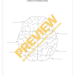 The Human Brain Diagram & Worksheets Science Educational Resource - Etsy