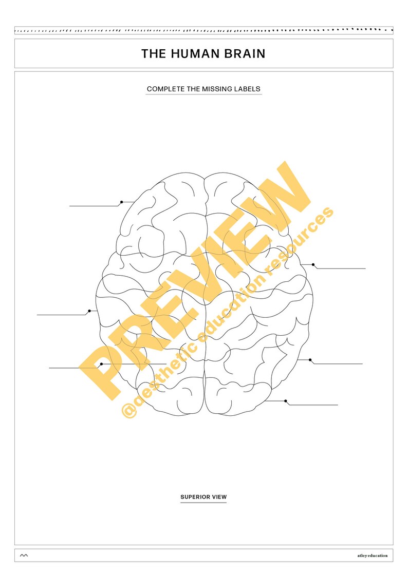 The Human Brain Diagram & Worksheets Science Educational Resource - Etsy