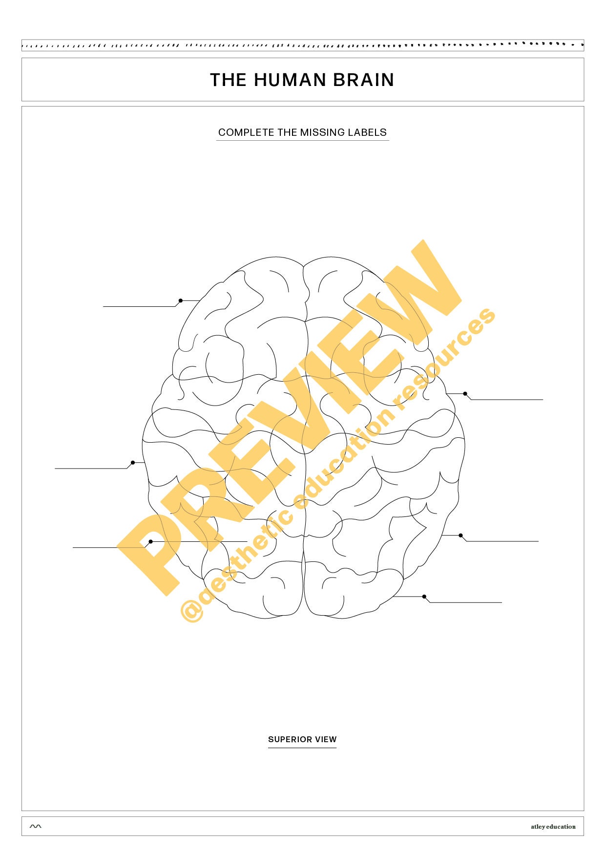 The Human Brain Diagram & Worksheets Science Educational Resource - Etsy