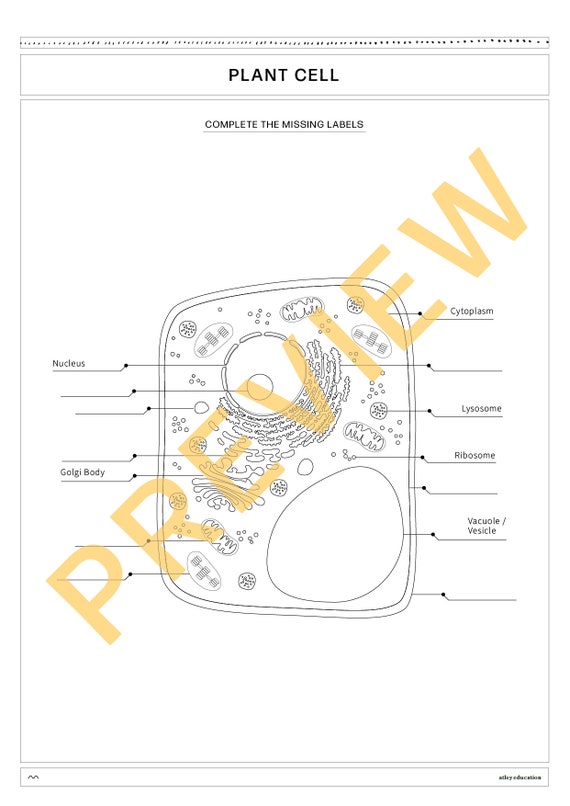 Animal And Plant Cell Diagram Black And White