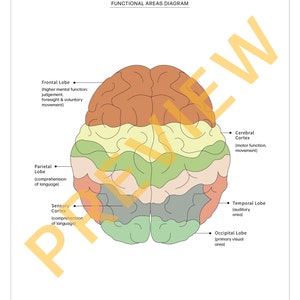 The Human Brain Diagram & Worksheets - Science Educational Resource ...