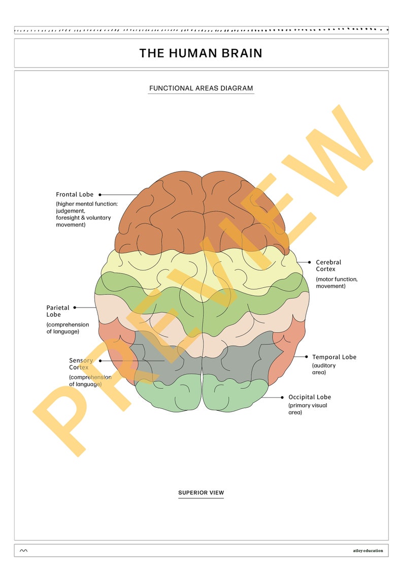 The Human Brain Diagram & Worksheets - Science Educational Resource ...
