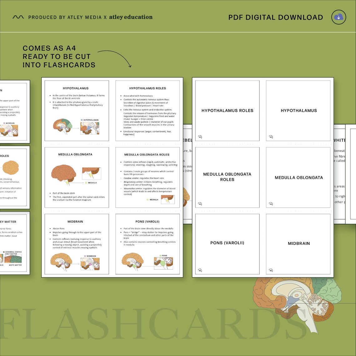 The Human Brain Flashcards - Science Educational Resource - Exam Prep ...