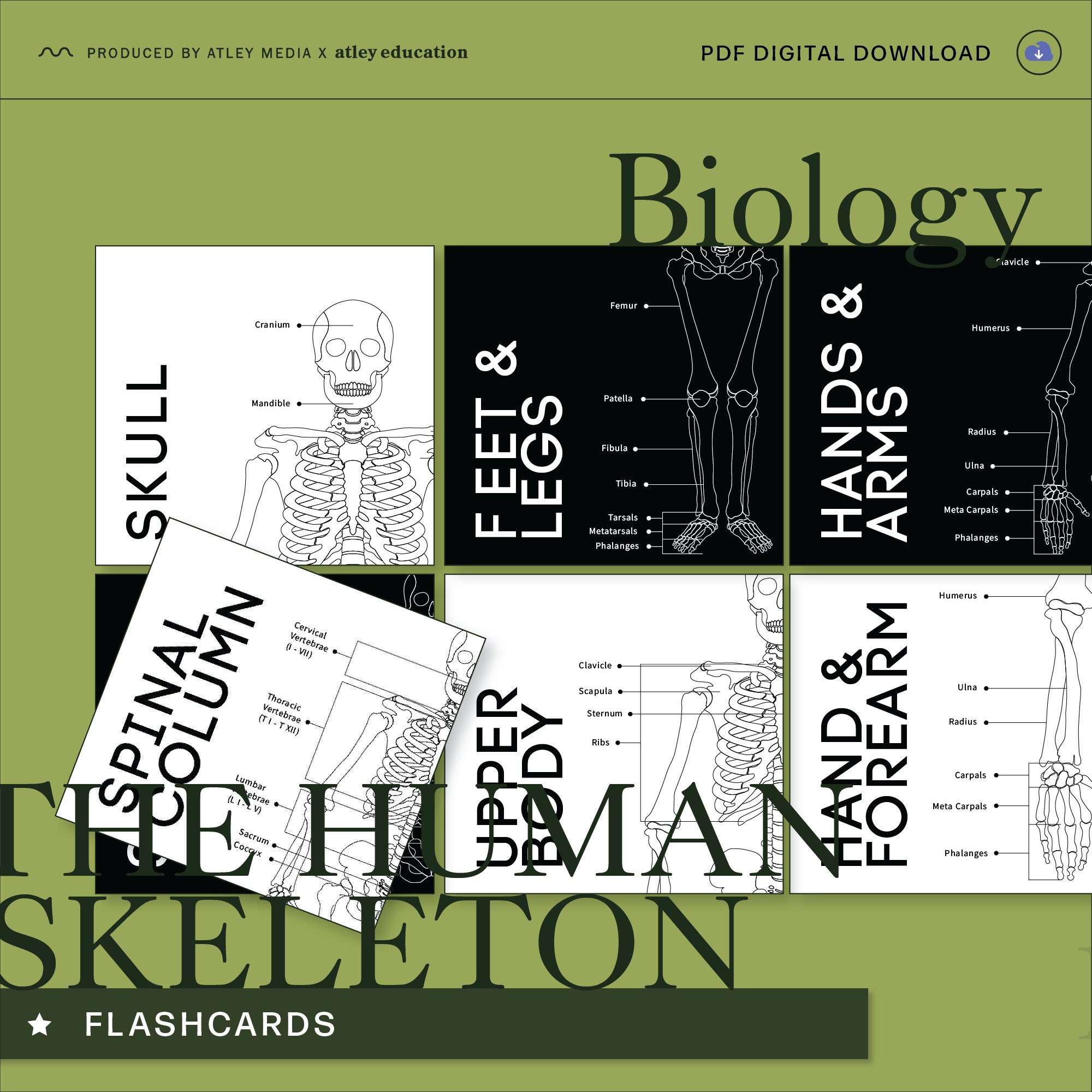 The Human Skeleton Flashcards - Science Educational Resource - Exam ...