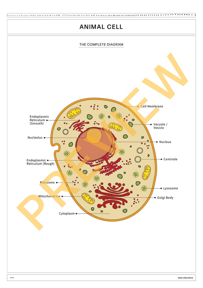 Animal Cell Diagram & Differentiated Worksheets Science Educational ...