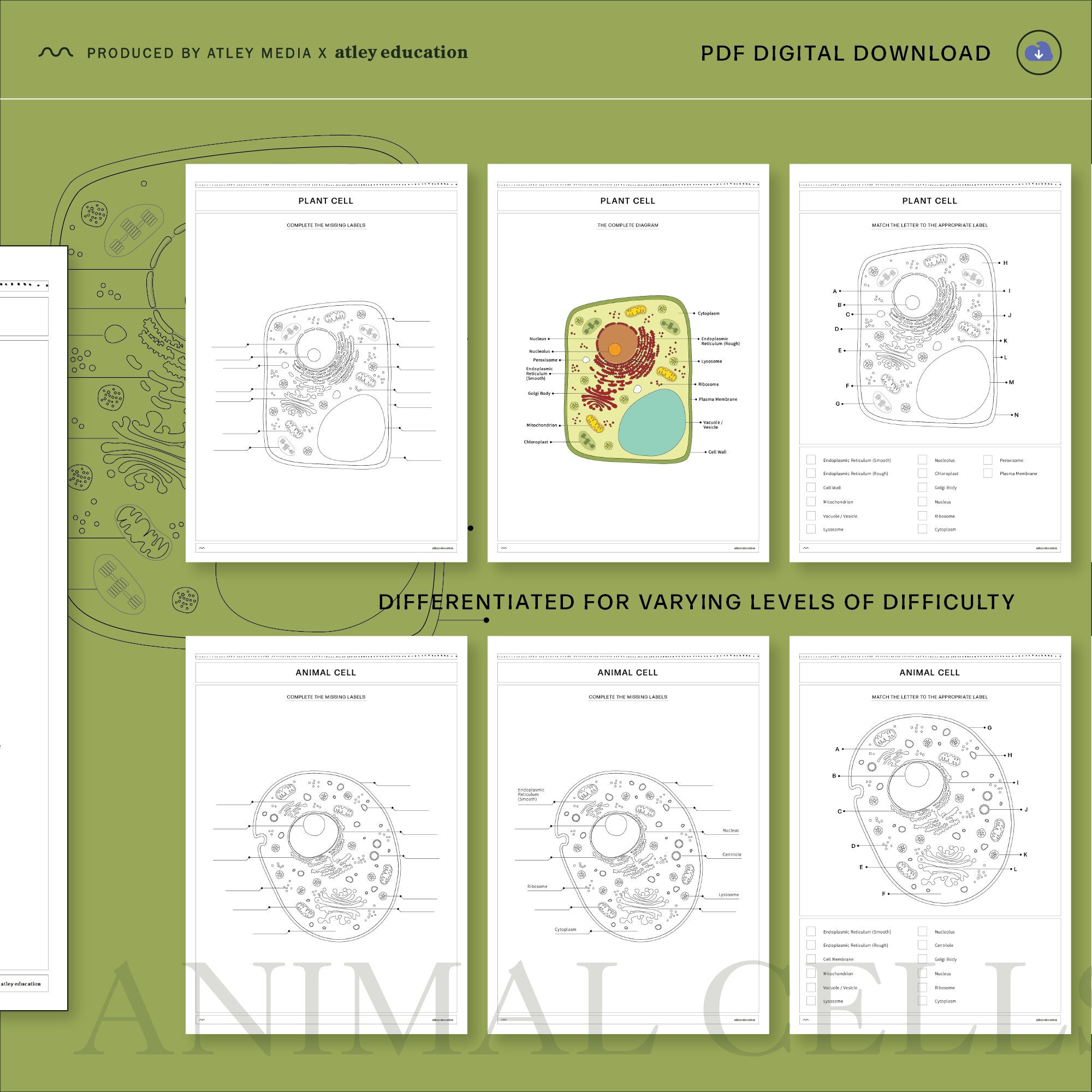 BUNDLE - Animal & Plant Cell Diagram and Differentiated Worksheets ...