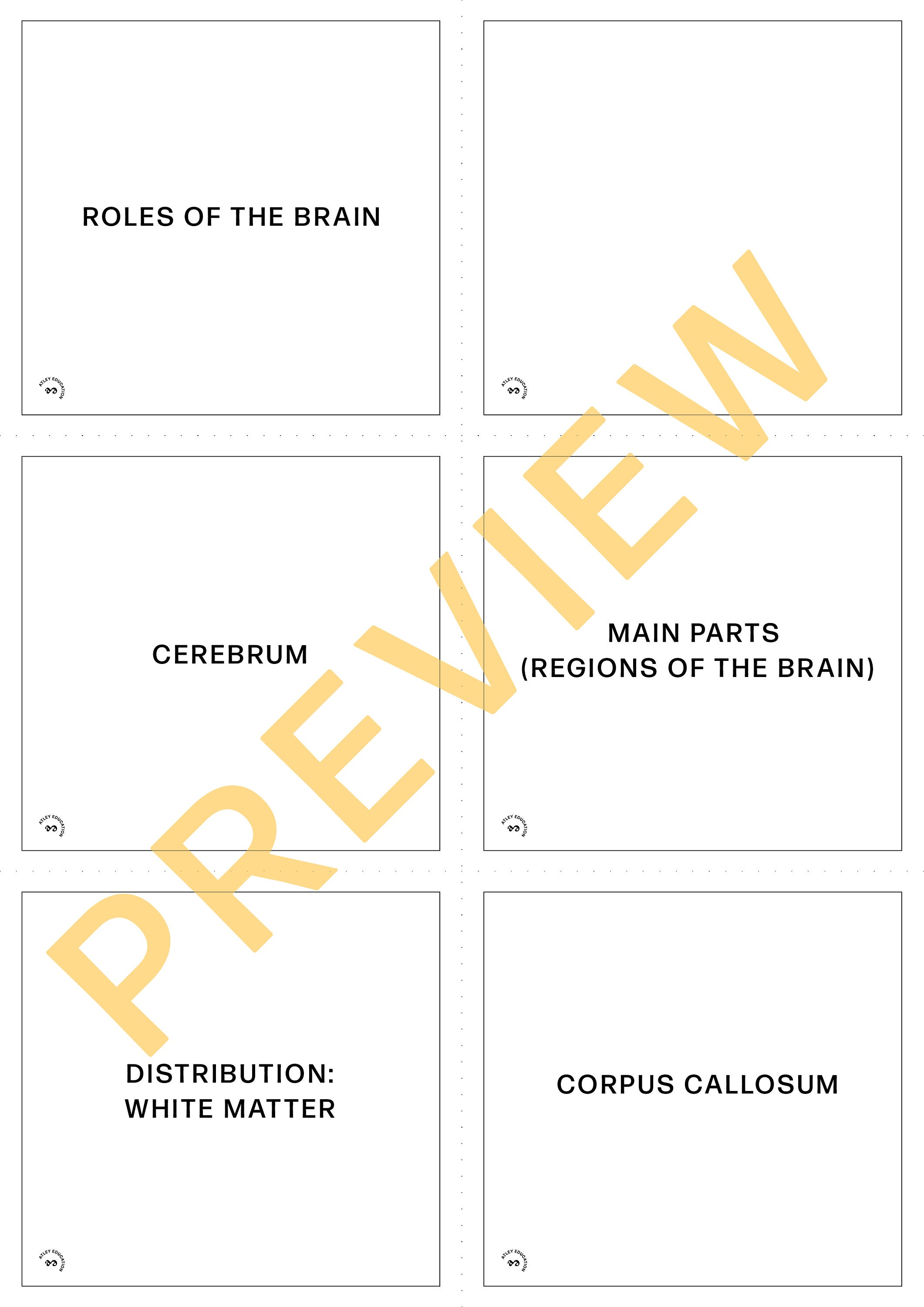 The Human Brain Flashcards - Science Educational Resource - Exam Prep ...