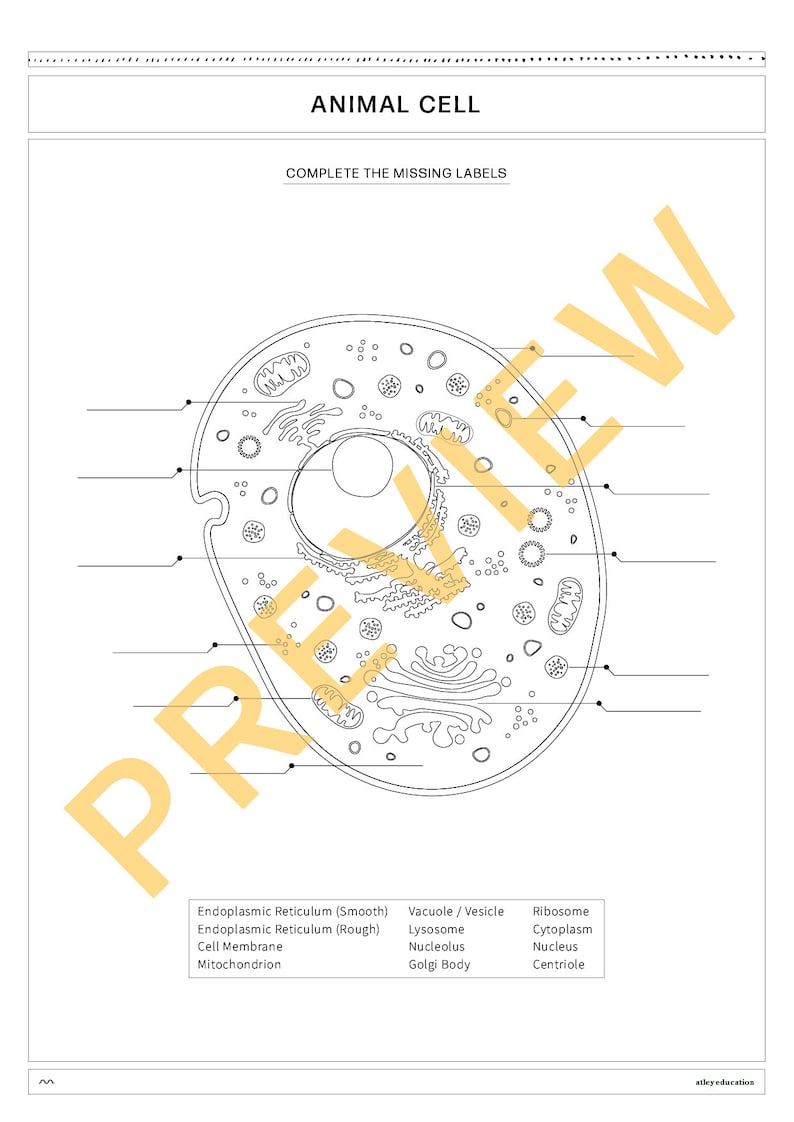 BUNDLE Animal & Plant Cell Diagram and Differentiated Worksheets ...