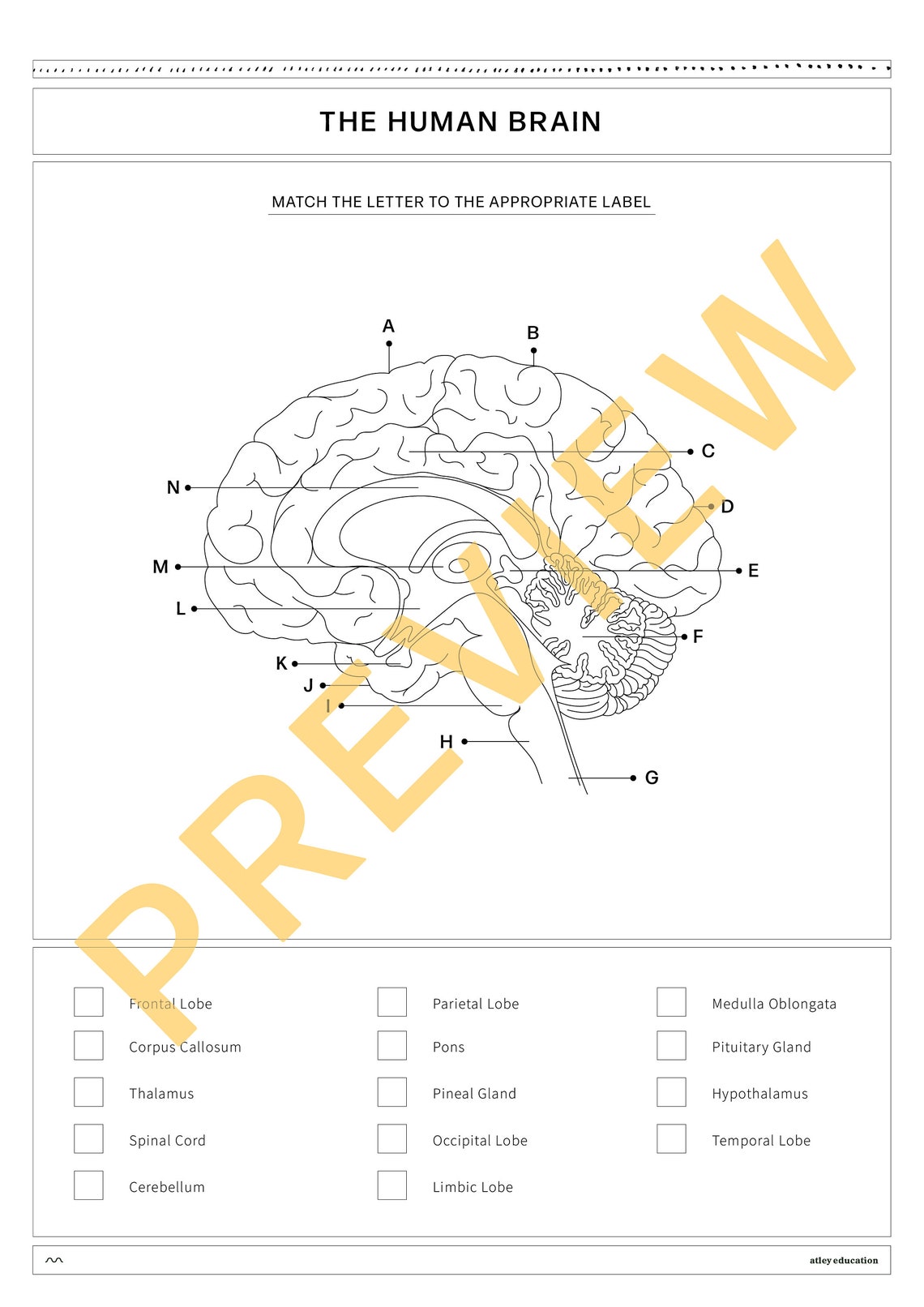 The Human Brain Diagram & Worksheets - Science Educational Resource ...