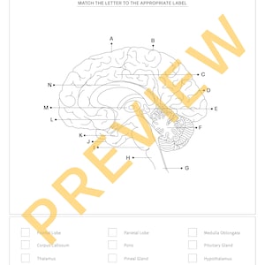 The Human Brain Diagram & Worksheets - Science Educational Resource ...