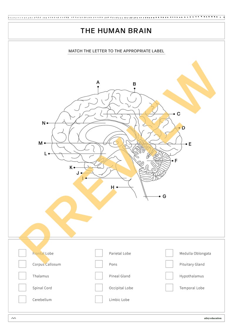 The Human Brain Diagram & Worksheets - Science Educational Resource ...