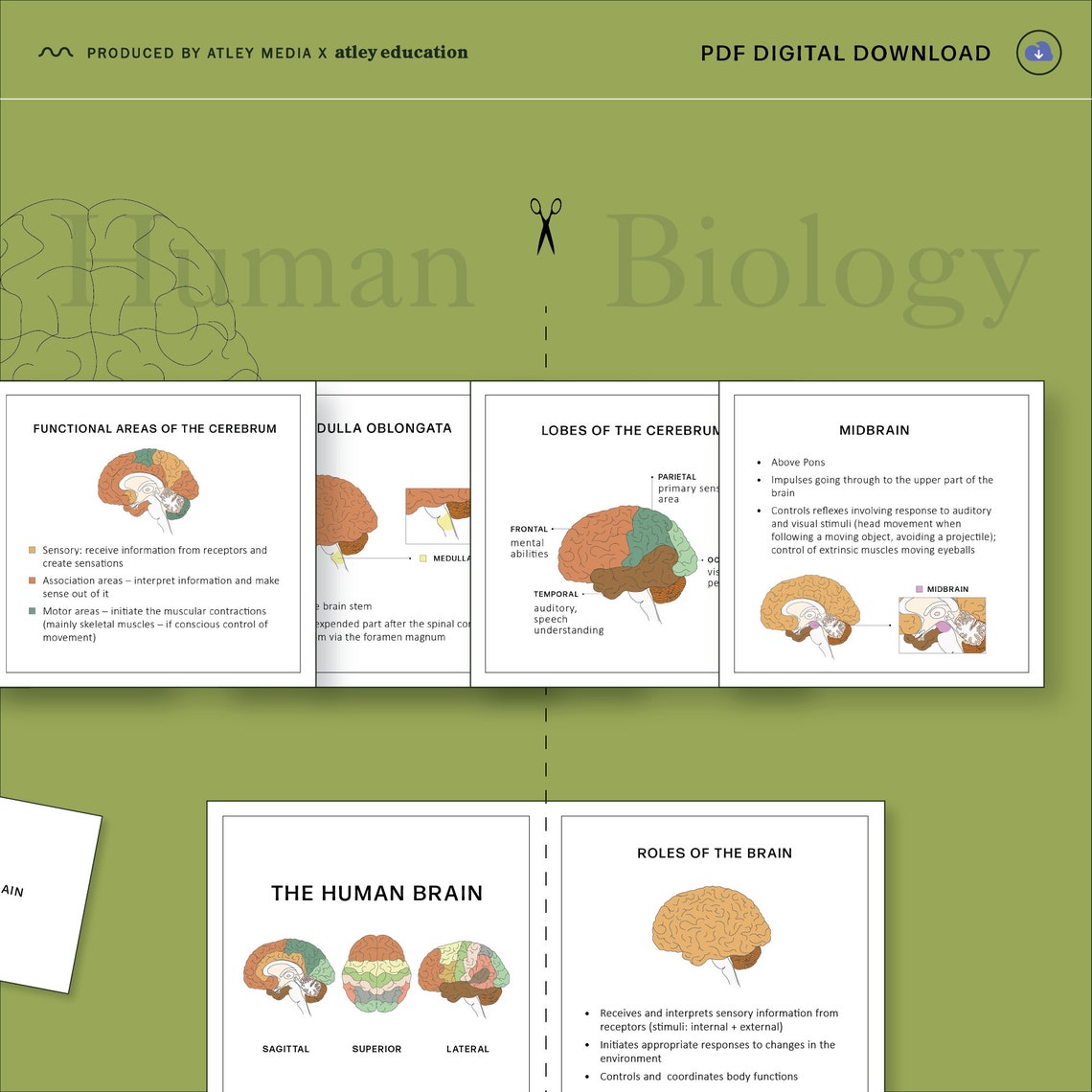 The Human Brain Flashcards - Science Educational Resource - Exam Prep ...